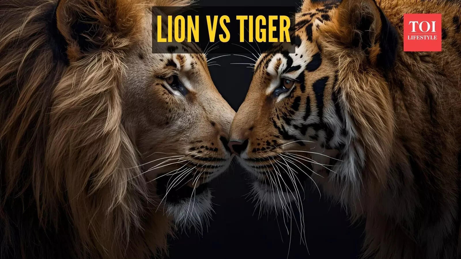 Lion vs Tiger: Who is the real king of the jungle and is likely to win ...