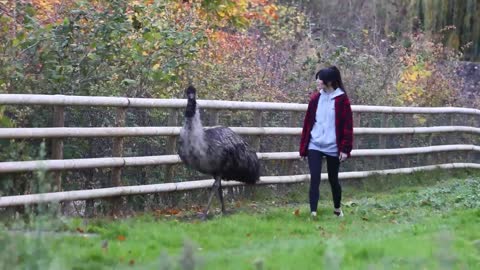 Woman buys emu egg on eBay after taking sleeping pill - treats her like ...