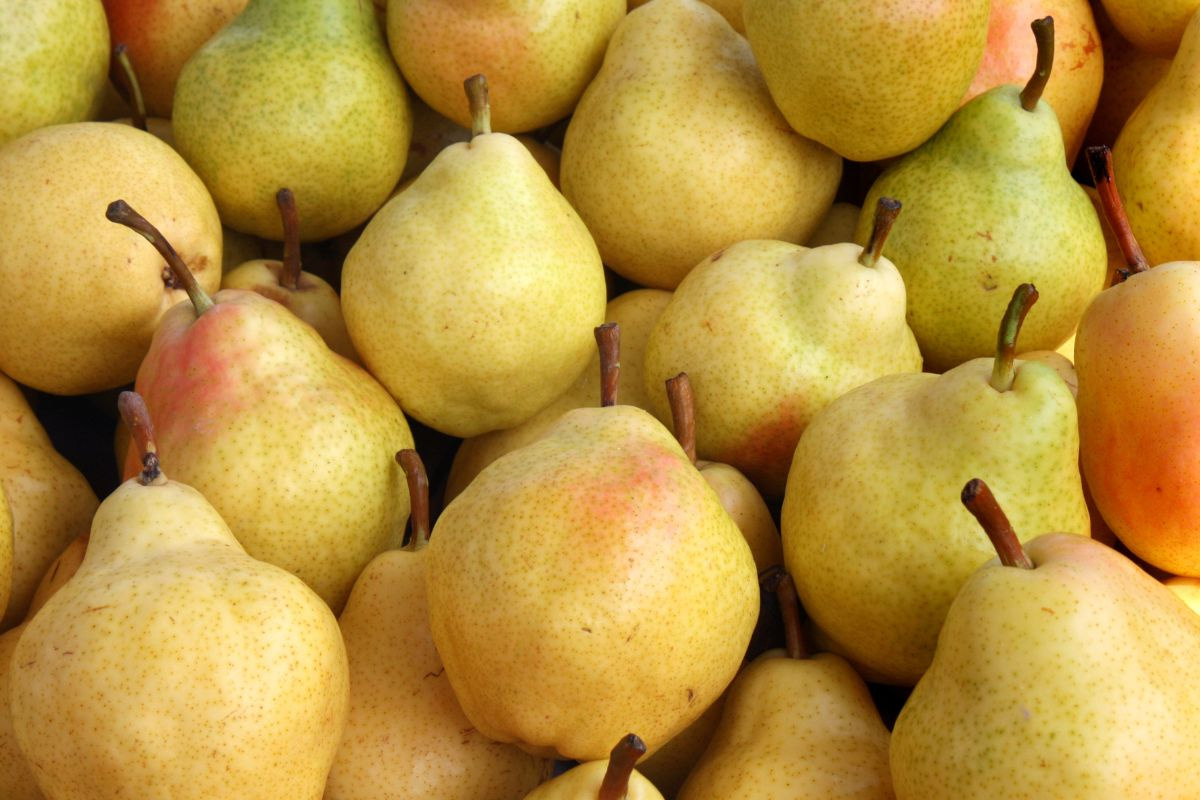 Quelles variétés de poires choisir en ce moment ? Les conseils d’une ...