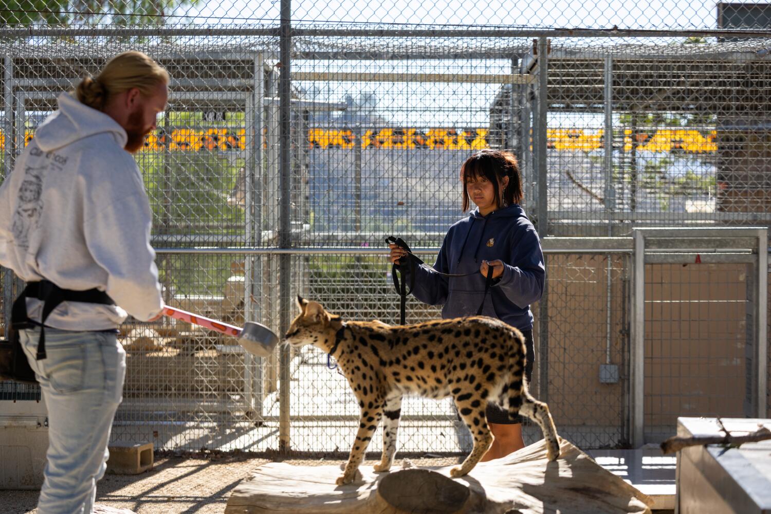 Tigers, a serval and a tortoise: Moorpark College's Teaching Zoo trains students for animal careers