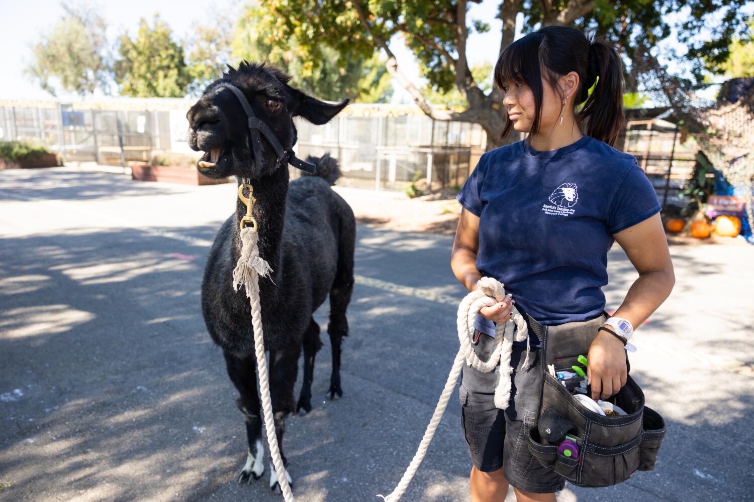 Tigers, a serval and a tortoise: Moorpark College's Teaching Zoo trains ...