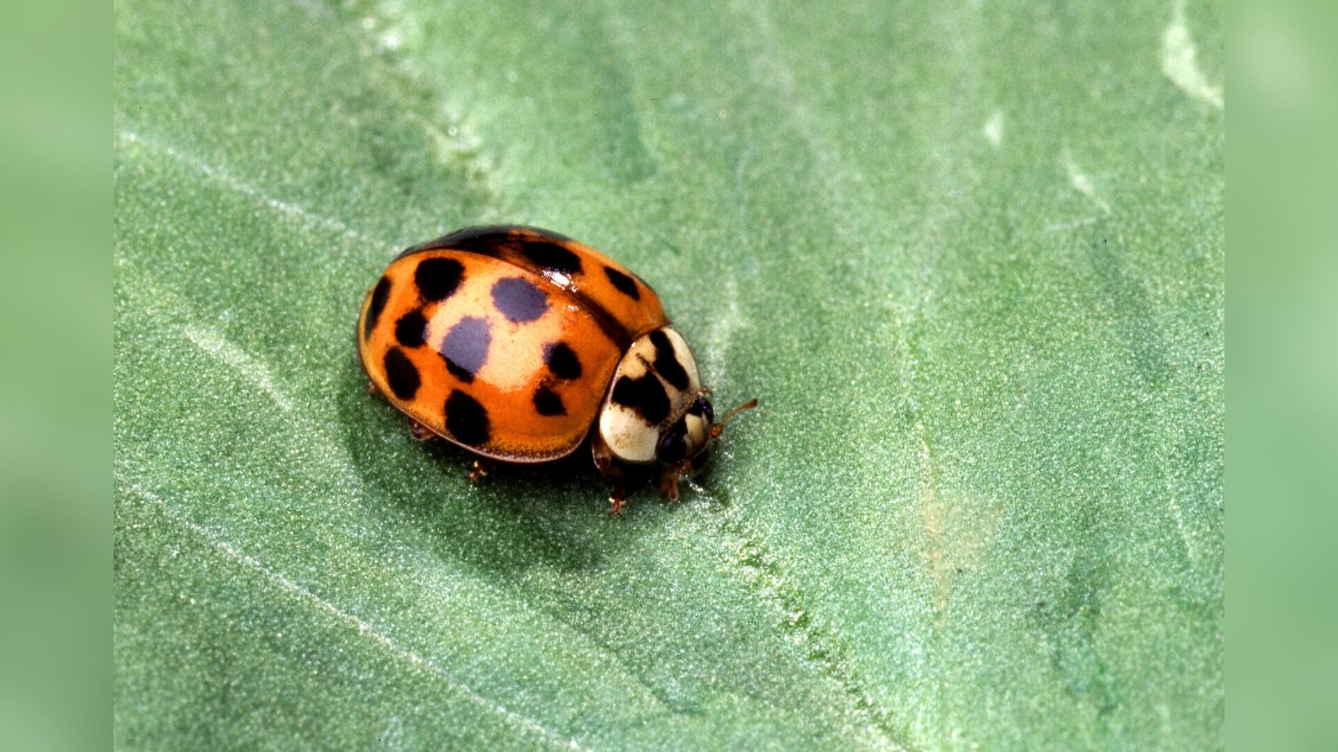 Japanese lady beetles invade homes as temperatures drop