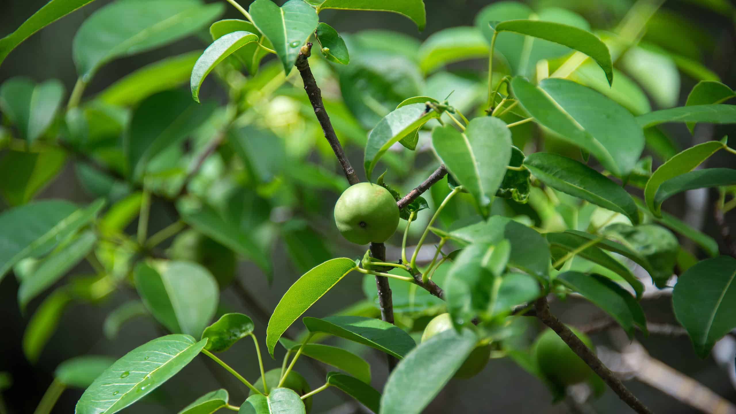 This Deadly Tree is 12,000x More Lethal Than a Rattlesnake’s Bite