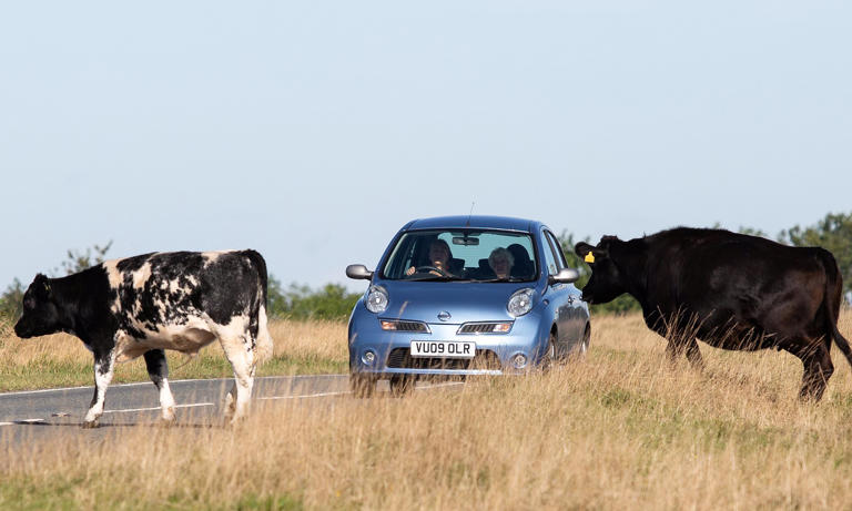 Collided with an animal on the road? Do you know which ones you legally ...