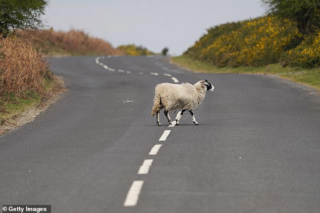 Collided with an animal on the road? Do you know which ones you legally ...
