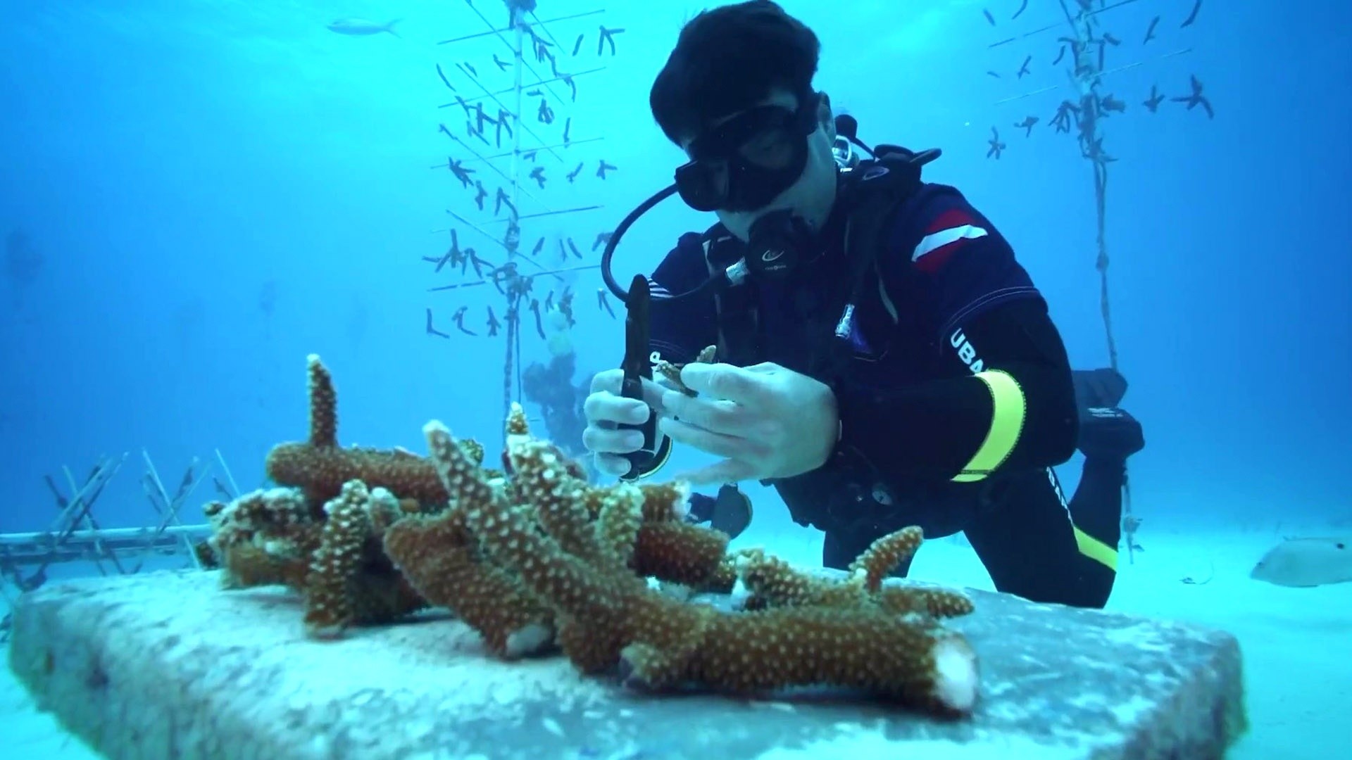 Meet the Veterans Diving with Scientists on Conservation Projects