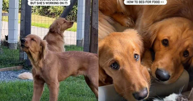 Video: Golden Retriever Teaches Furry Sister All Things Chaotic