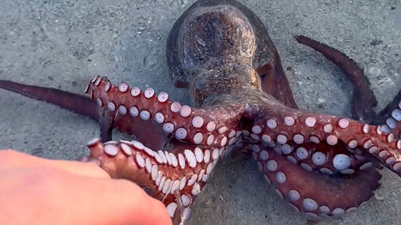 Octopus swims out of water to greet beachgoer