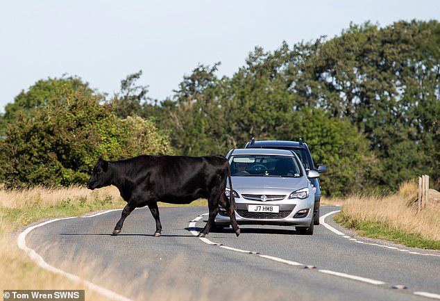 Collided with an animal on the road? Do you know which ones you legally ...