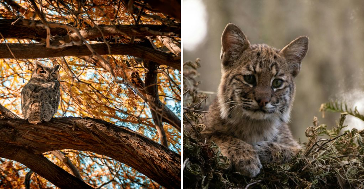 These Are The Amazing Animals That Live In Great Smoky Mountains ...
