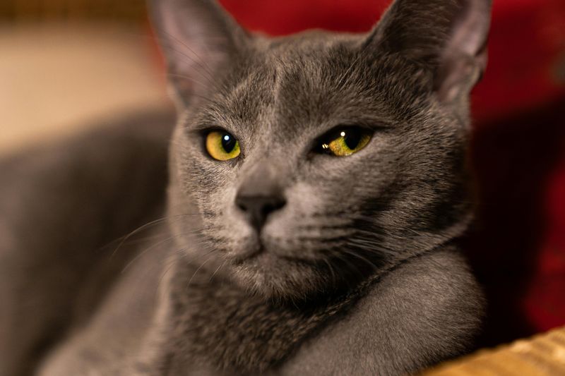 5 Cat Breeds That Can Be Aloof And 5 That Form Deep Emotional Bonds