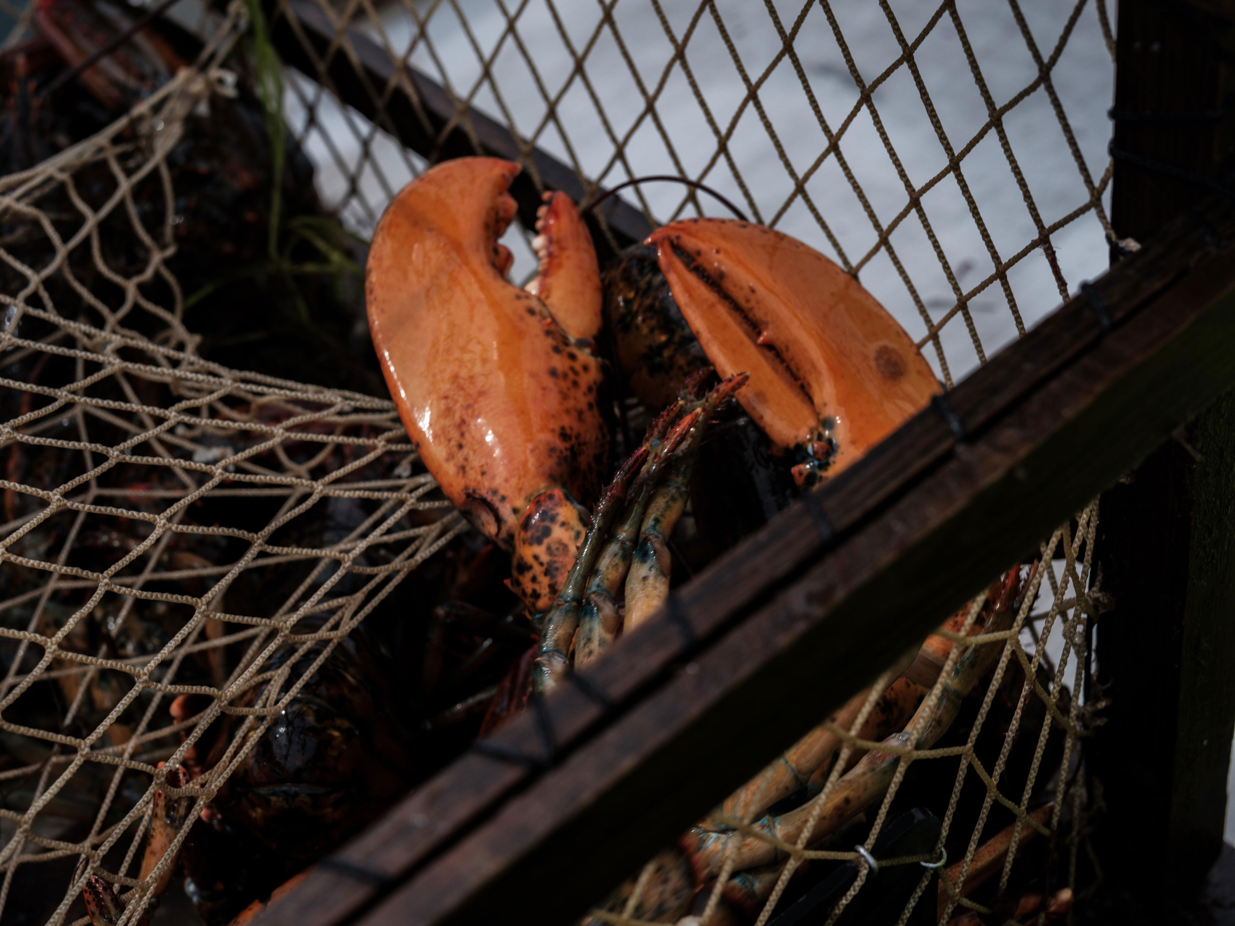 La qualité des prises de homard inquiète en Nouvelle-Écosse