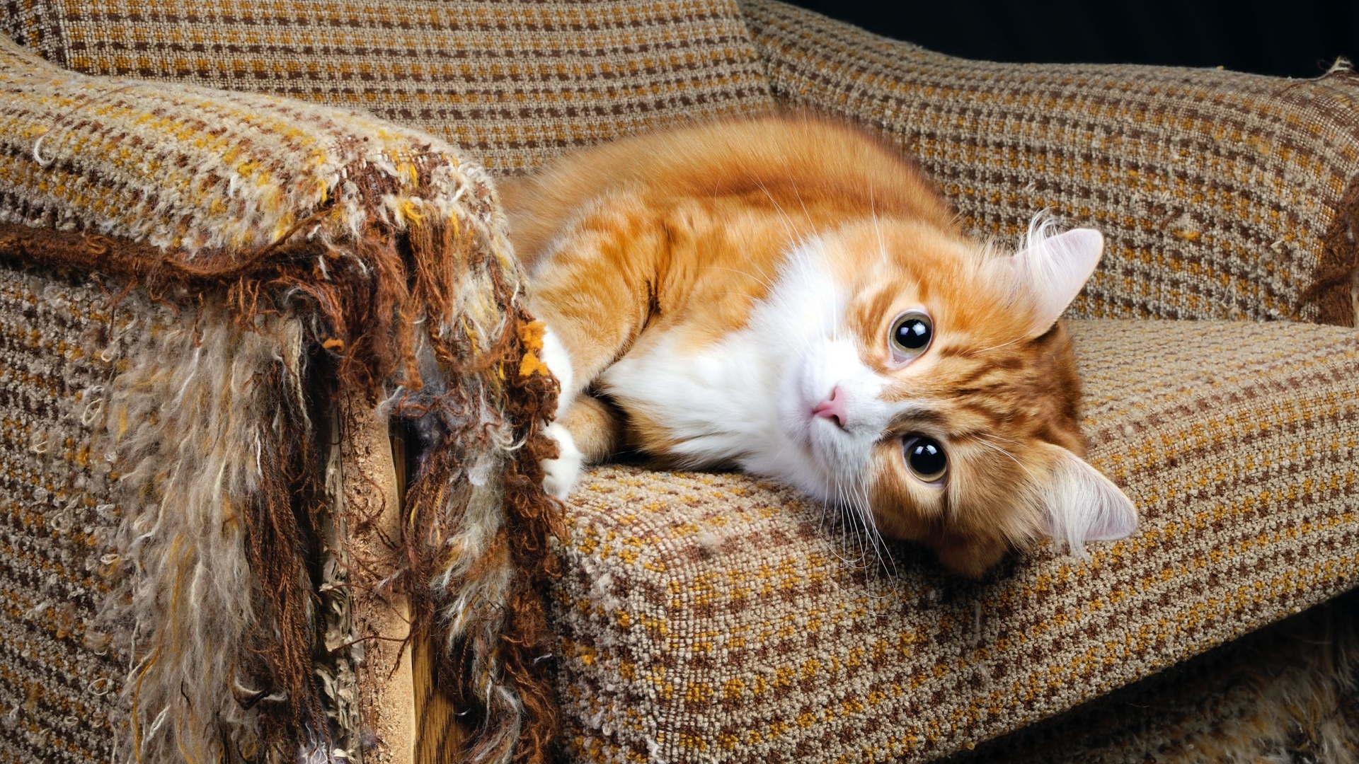 8 Signs Your Cat Is Asking You To Change His Routine Because He’s Unhappy