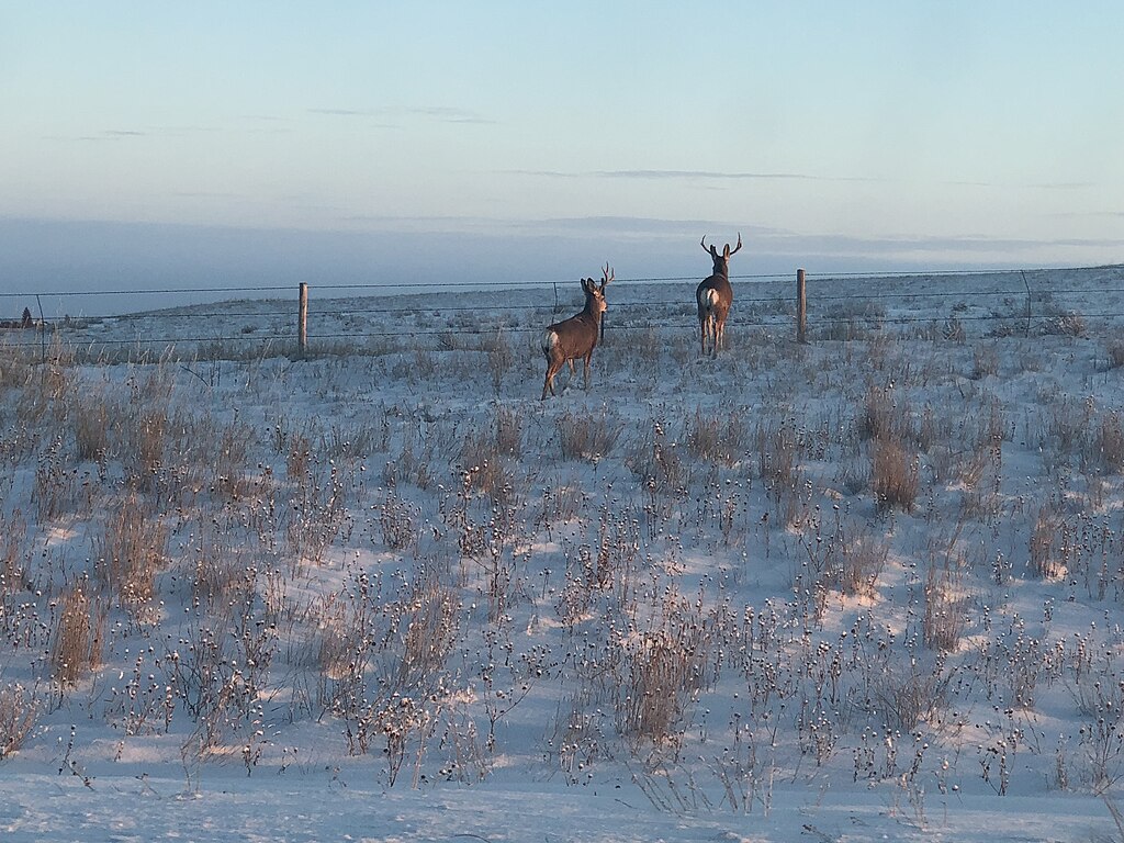 Cold-weather deer habits most hunters fail to notice