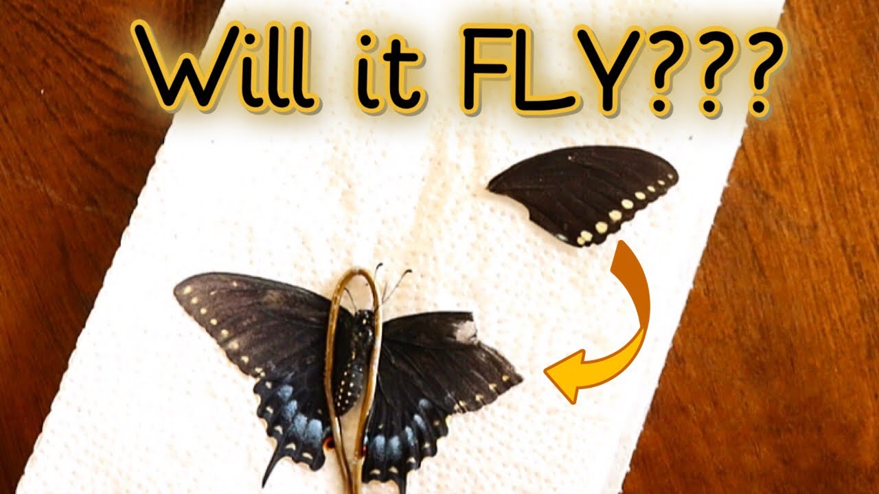 Delicate butterfly wing surgery helps it fly again