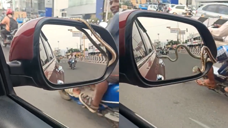 ‘Objects In Mirror Are Poisonous Than They Appear’: Driver Spots Snake ...