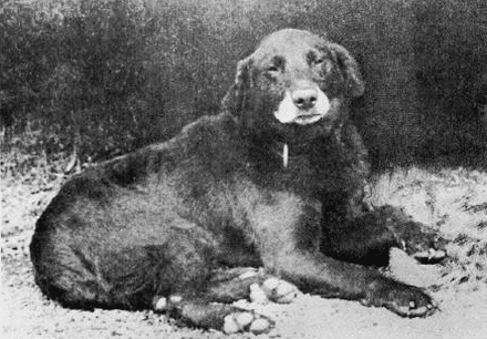 20 Devoted Dog Breeds That Truly Connect