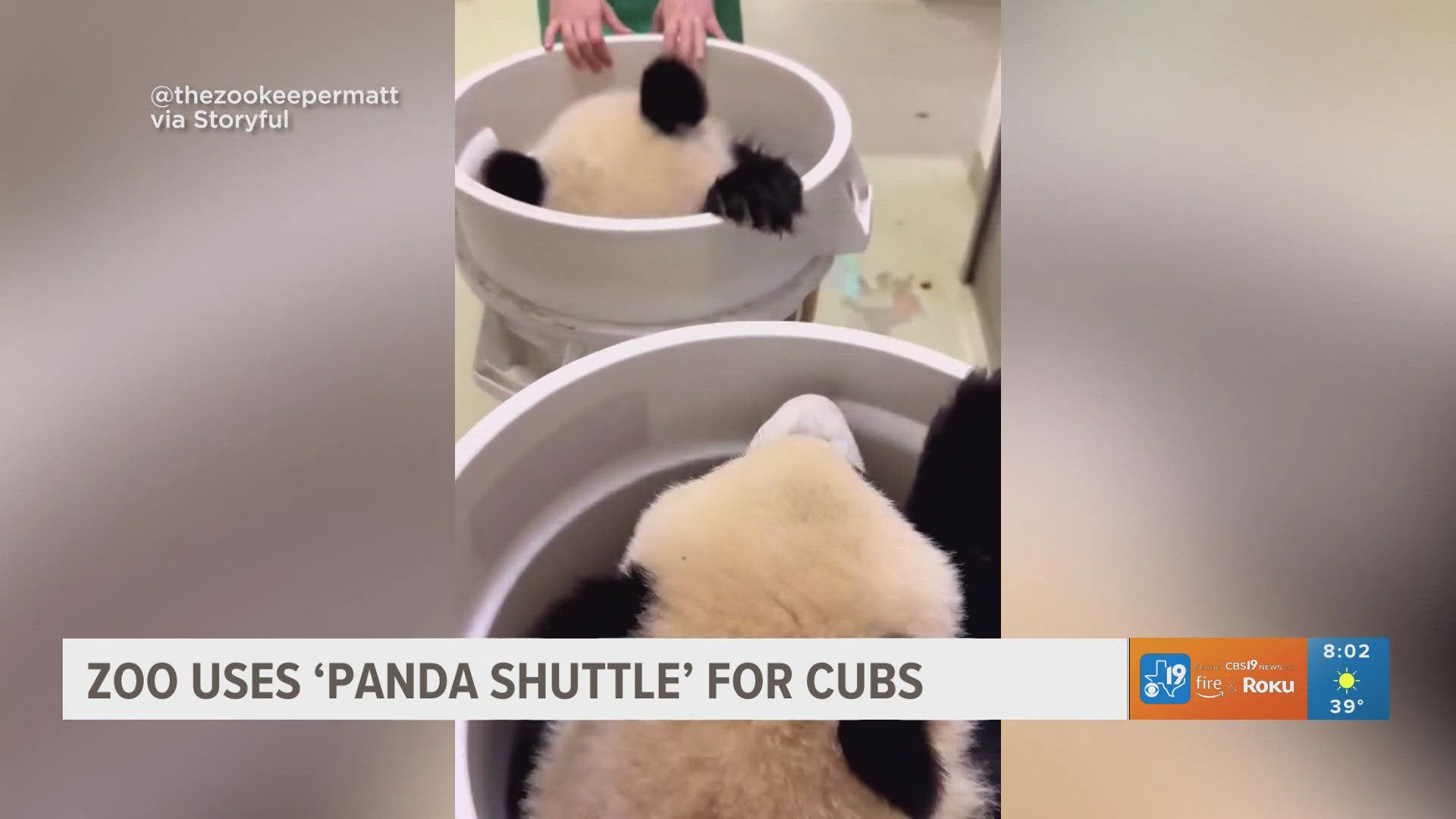 Zoo uses 'Panda Shuttle' for cubs