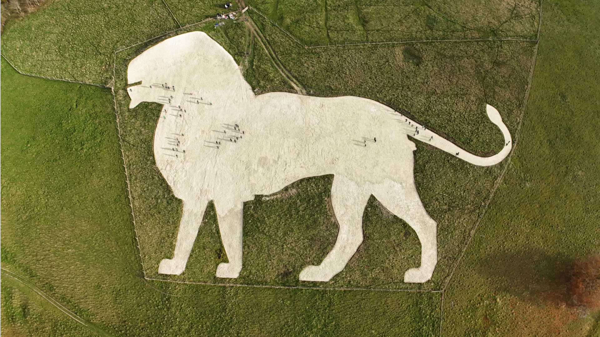 Whipsnade Zoo's white lion gets its chalk skin stomped