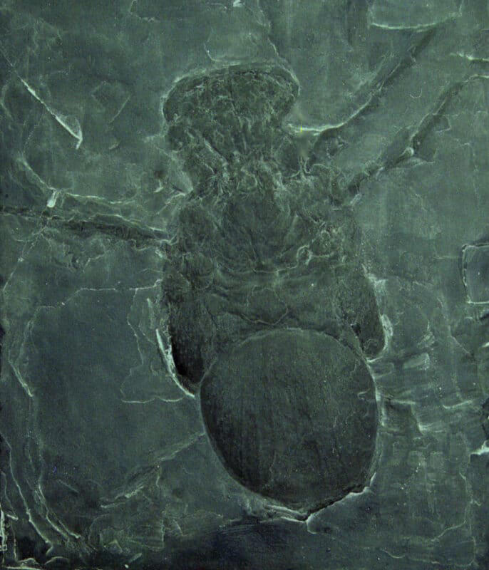 For 25 Years, This Giant ‘Spider’ Dominated Headlines for 25 Years ...