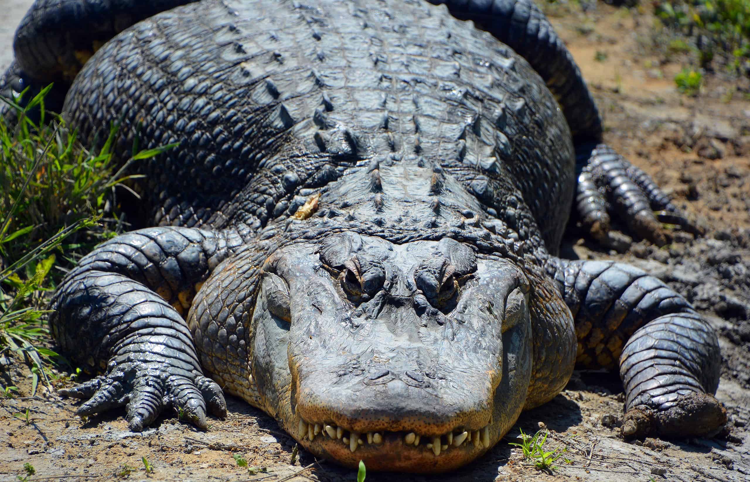 36 of the Strangest Emotional Support Animals