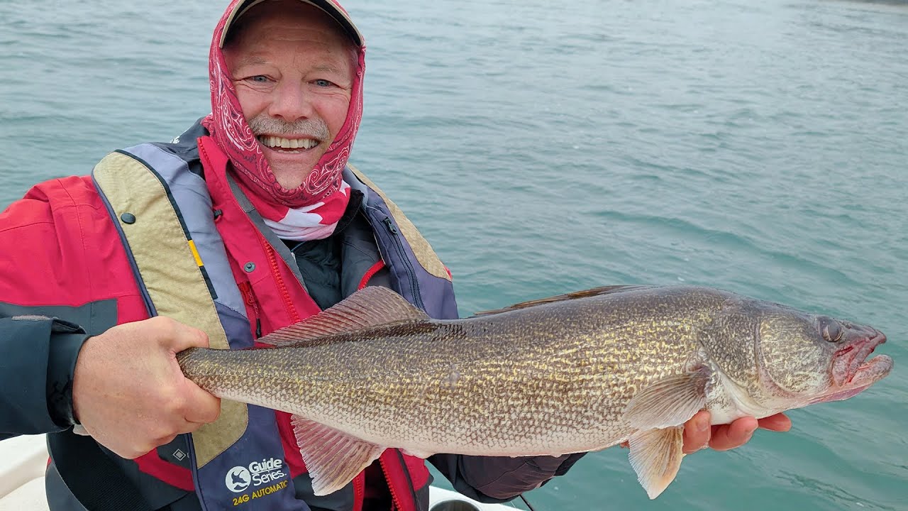 Aggressive bite walleye fishing