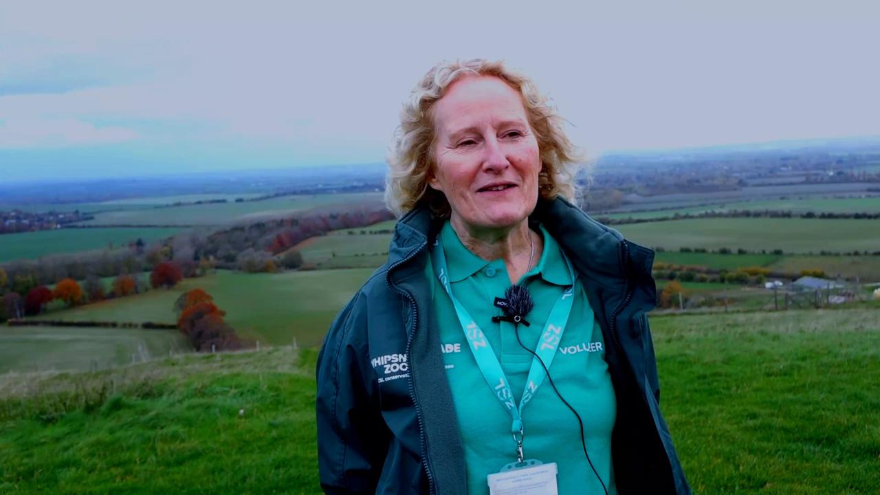 RAW VIDEO: Whipsnade Zoo's white lion gets its chalk skin stomped 1/2