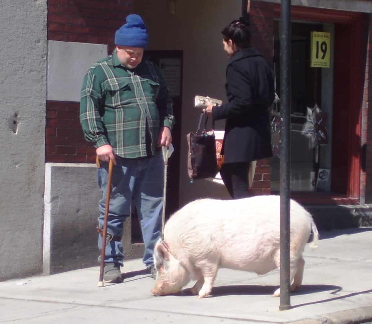 36 of the Strangest Emotional Support Animals