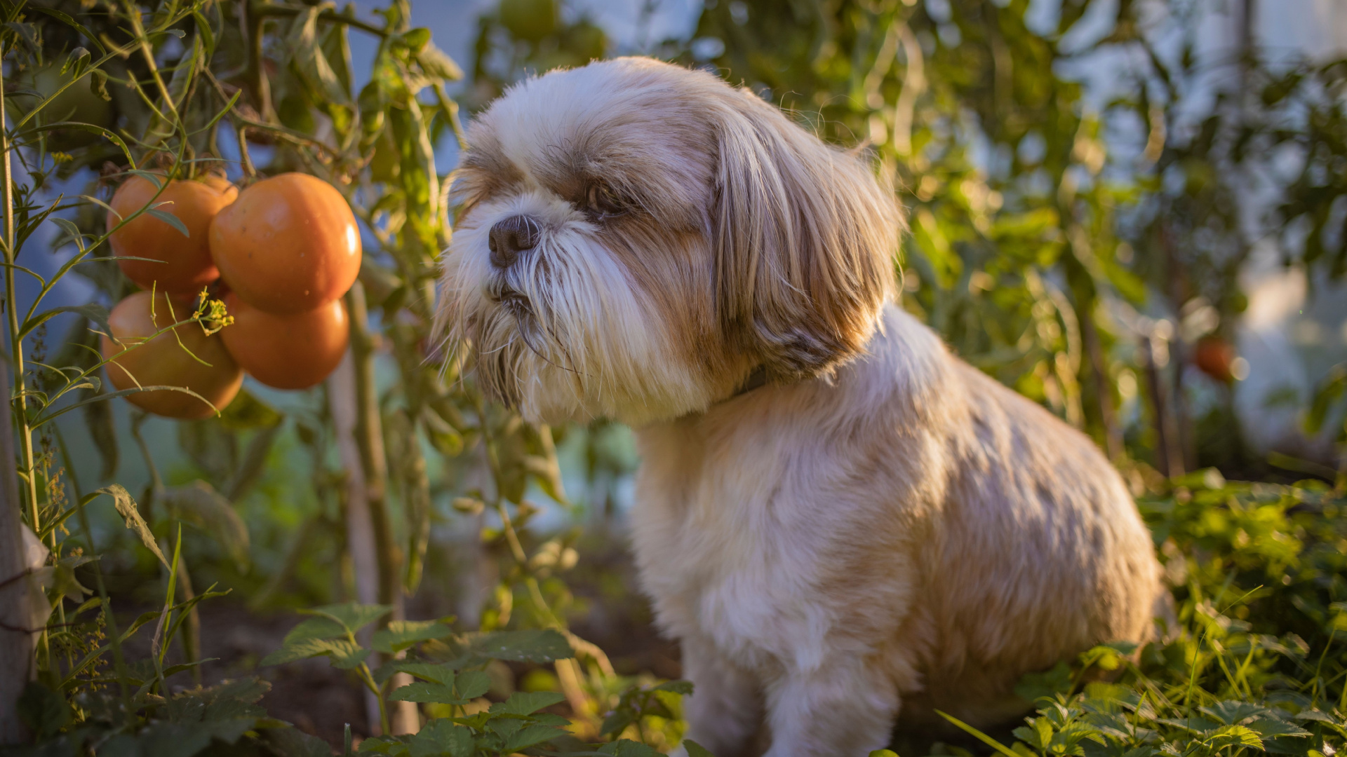 11 Treats That Are Toxic For Dogs Yet Many Owners Give Them Anyway