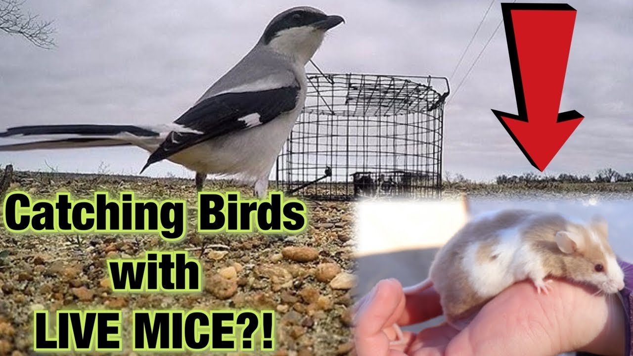 Using Live Mice to Attract Predatory Birds Safely