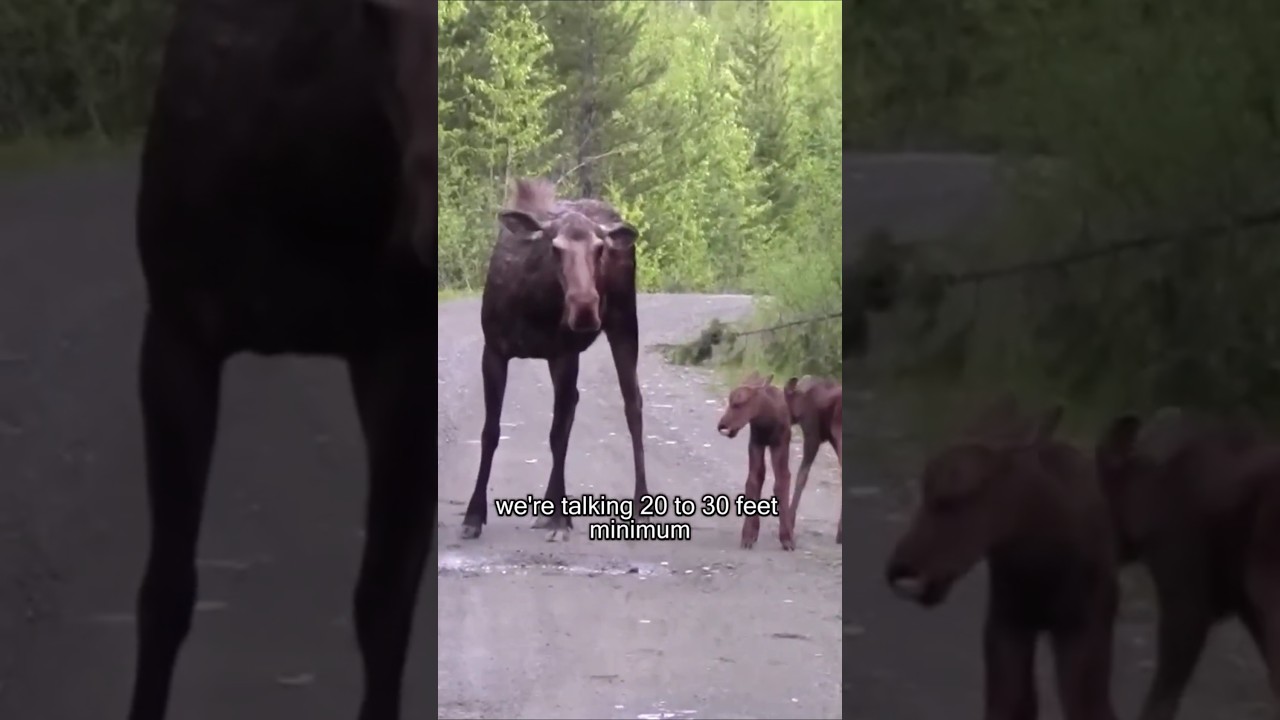 Watch what happens when a hiker meets a giant moose