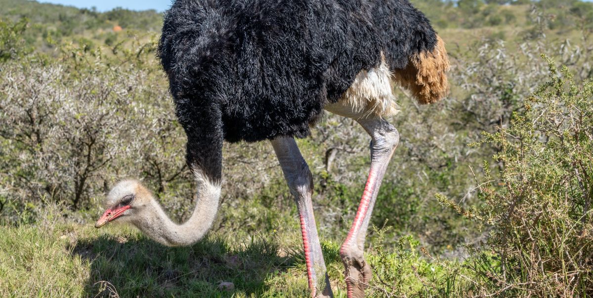 Canadian farmer in shock as CFIA executes 300 ostriches