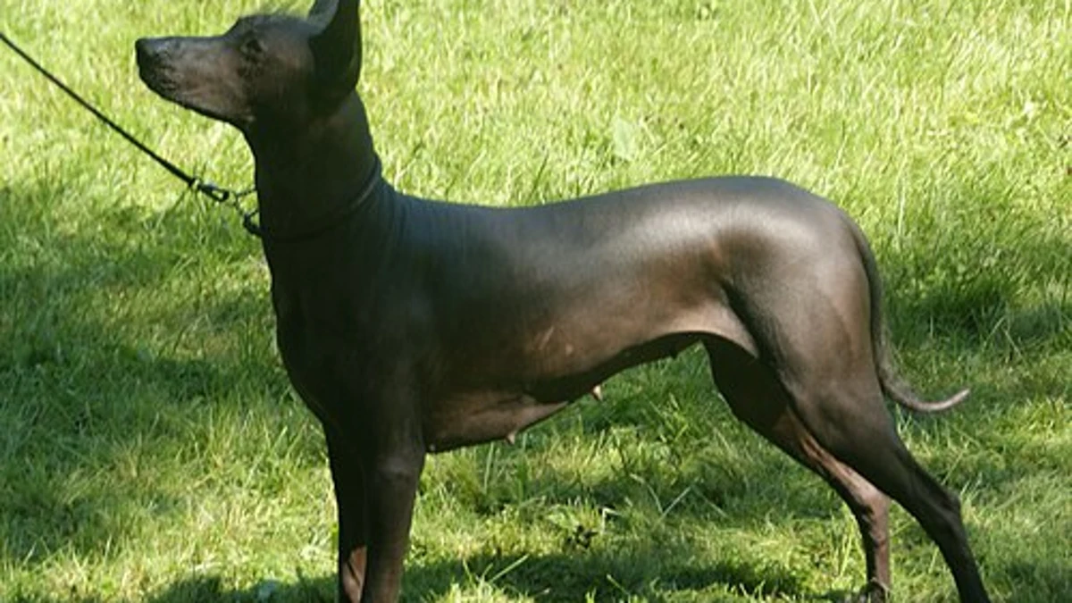 El xoloitzcuintli, la raza ancestral que vuelve a conquistar al mundo