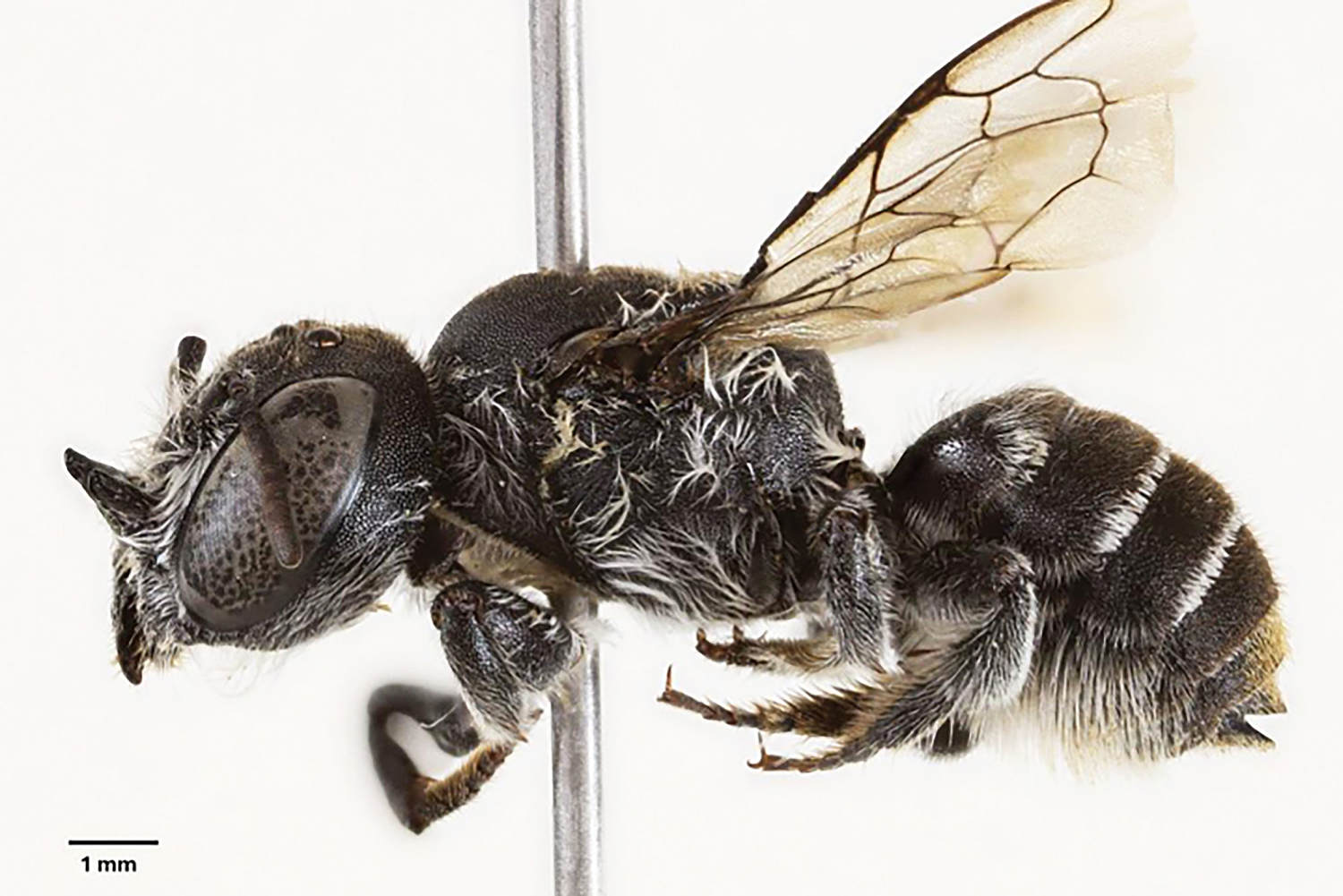 Demonic horns and a devilish name: New 'Lucifer' bee discovered in ...