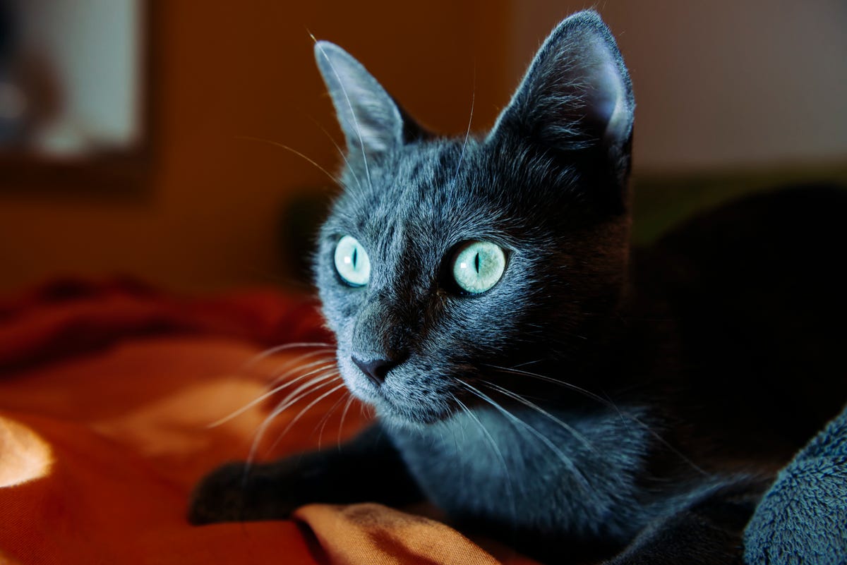 20 surprising cat facts you’ve never heard before