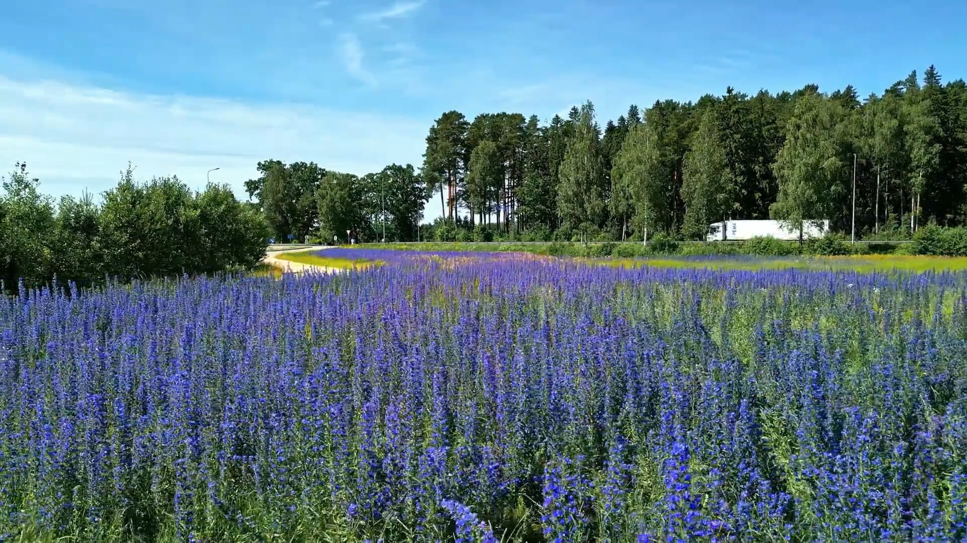 Drone's Eye View: Fields of Blooming Lupine Flowers From Above - Worldwide