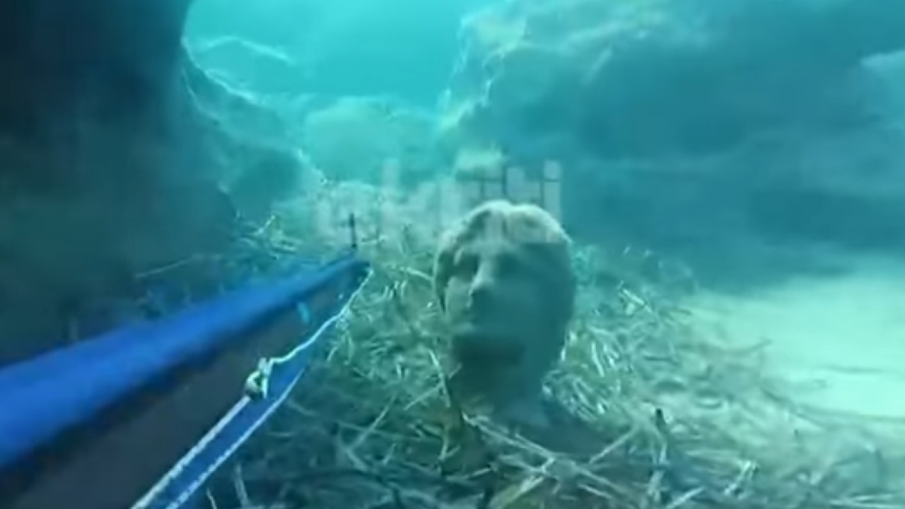 Ηράκλειο: Ψαροντουφεκάς εντόπισε άγαλμα στο βυθό (Βίντεο)