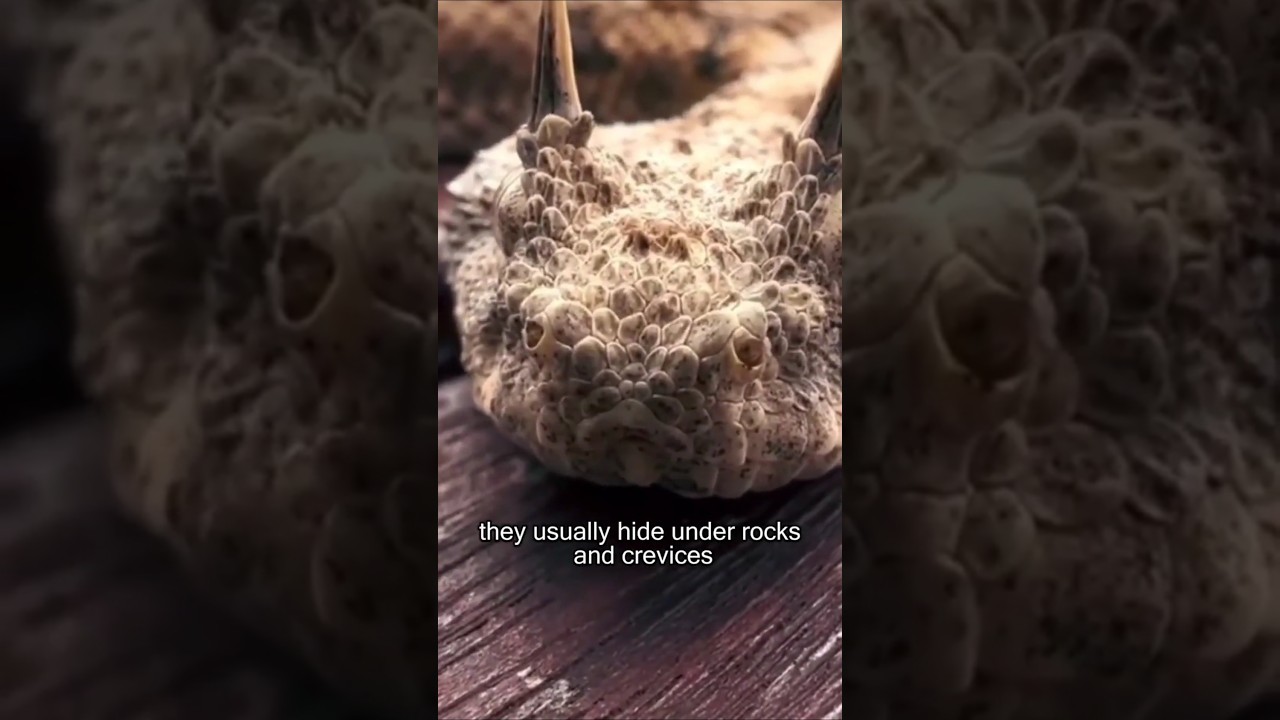 What to do if you encounter a horned snake in the wild