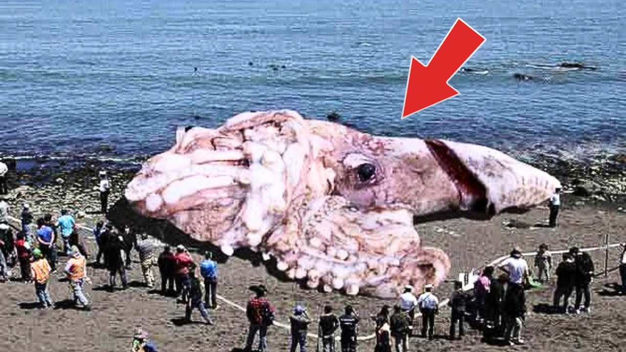 Fishermen catch enormous sea creature no one expected