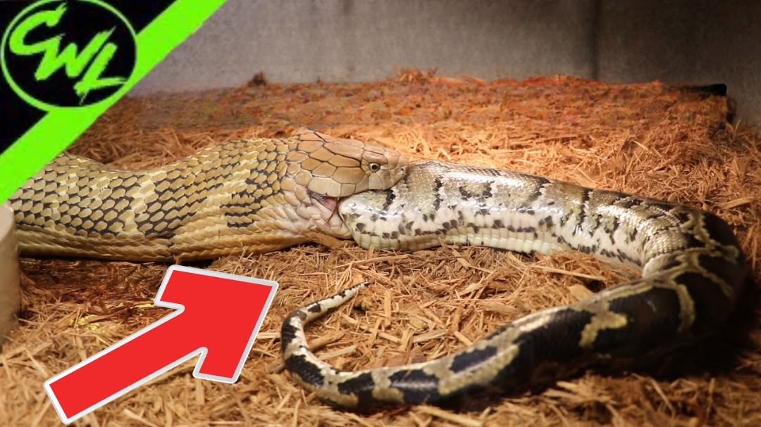 King Cobra vs. Florida Python!