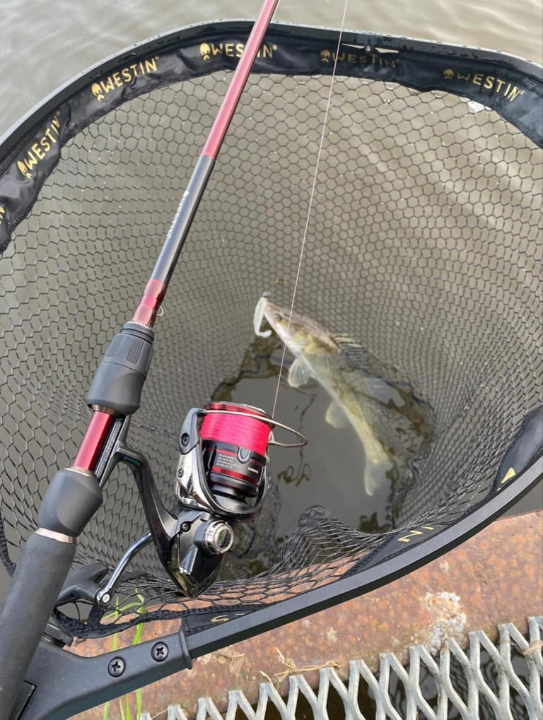 How to fish for zander using lures
