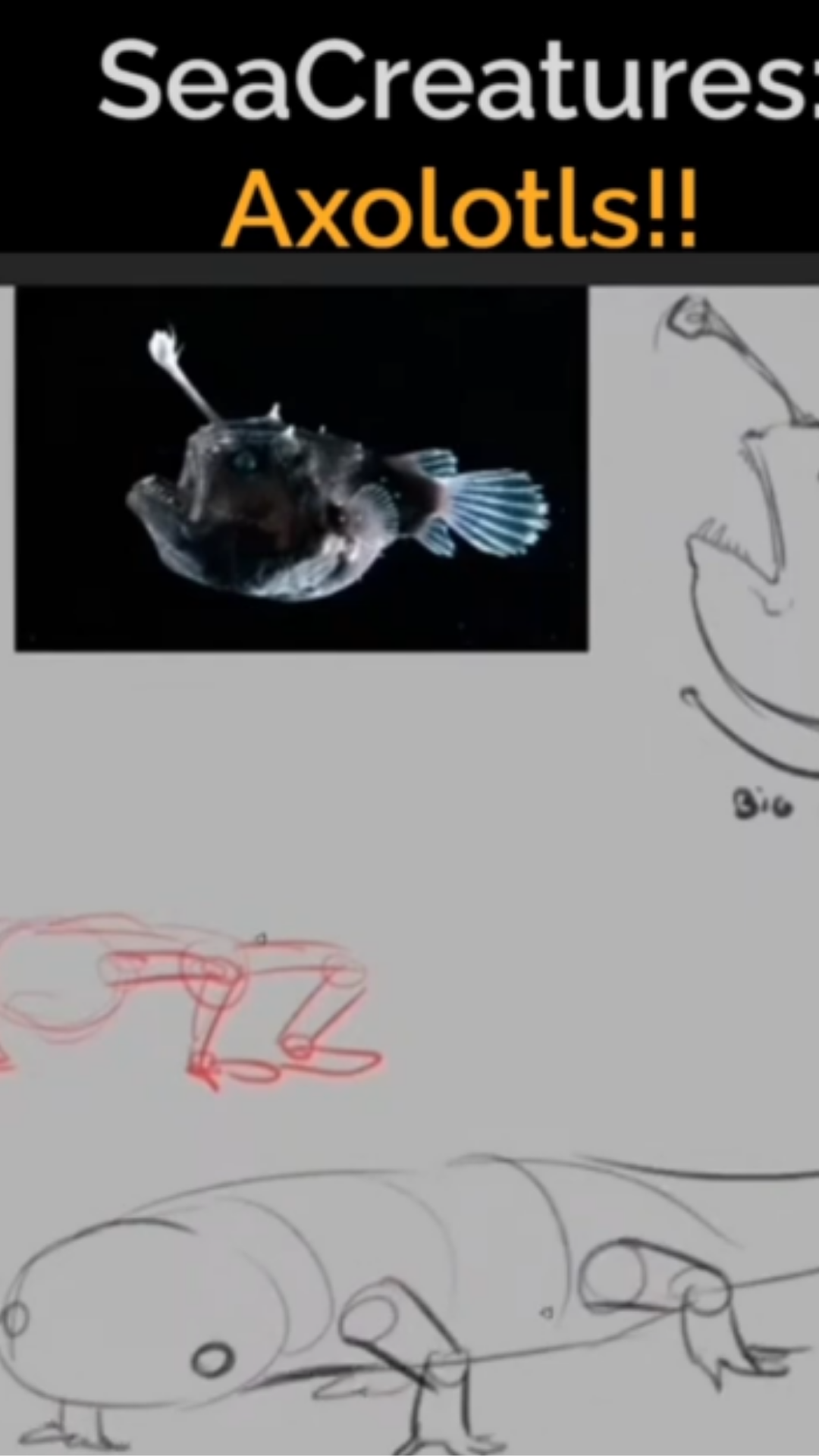 Quick Guide: Drawing Axolotls!