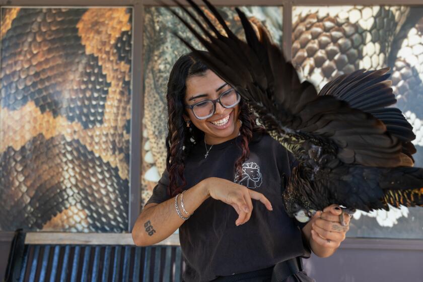 Tigers, a serval and a tortoise: Moorpark College's Teaching Zoo trains ...