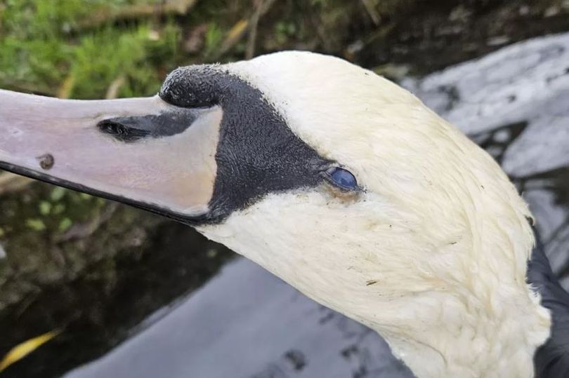 'Unique' symptom as major bird flu confirmed at beauty spot where dead ...