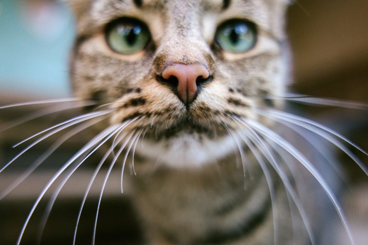 20 surprising cat facts you’ve never heard before