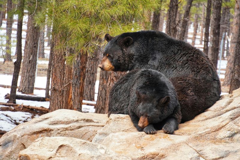 These Are The Amazing Animals That Live In Great Smoky Mountains ...