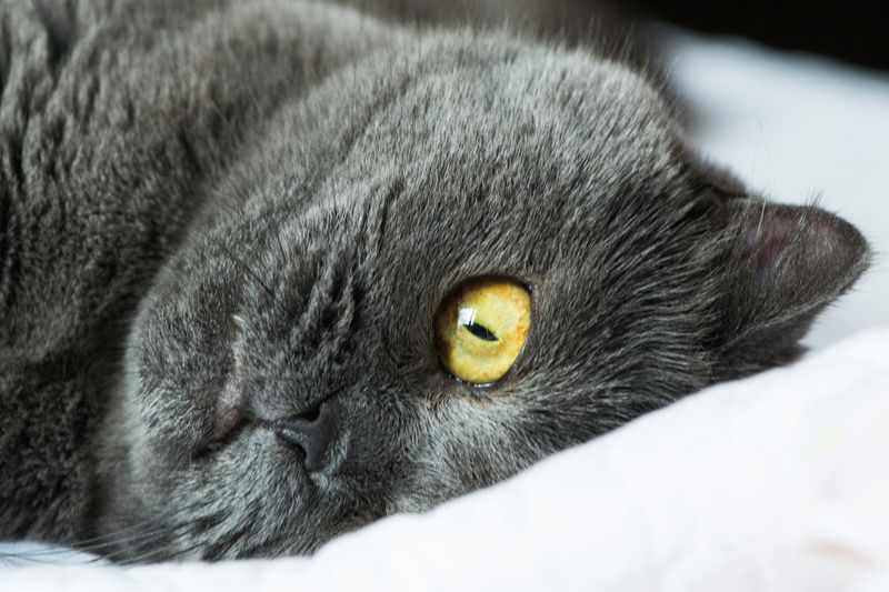 5 Cat Breeds That Can Be Aloof And 5 That Form Deep Emotional Bonds