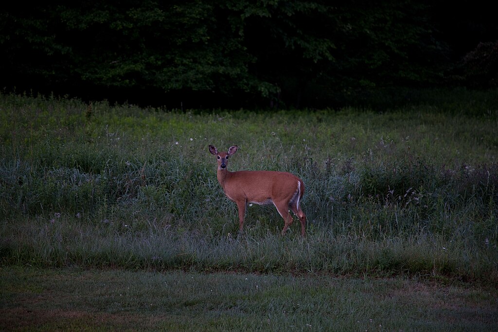 10 U.S. States Where You’re Most Likely to Hit a Deer While Driving