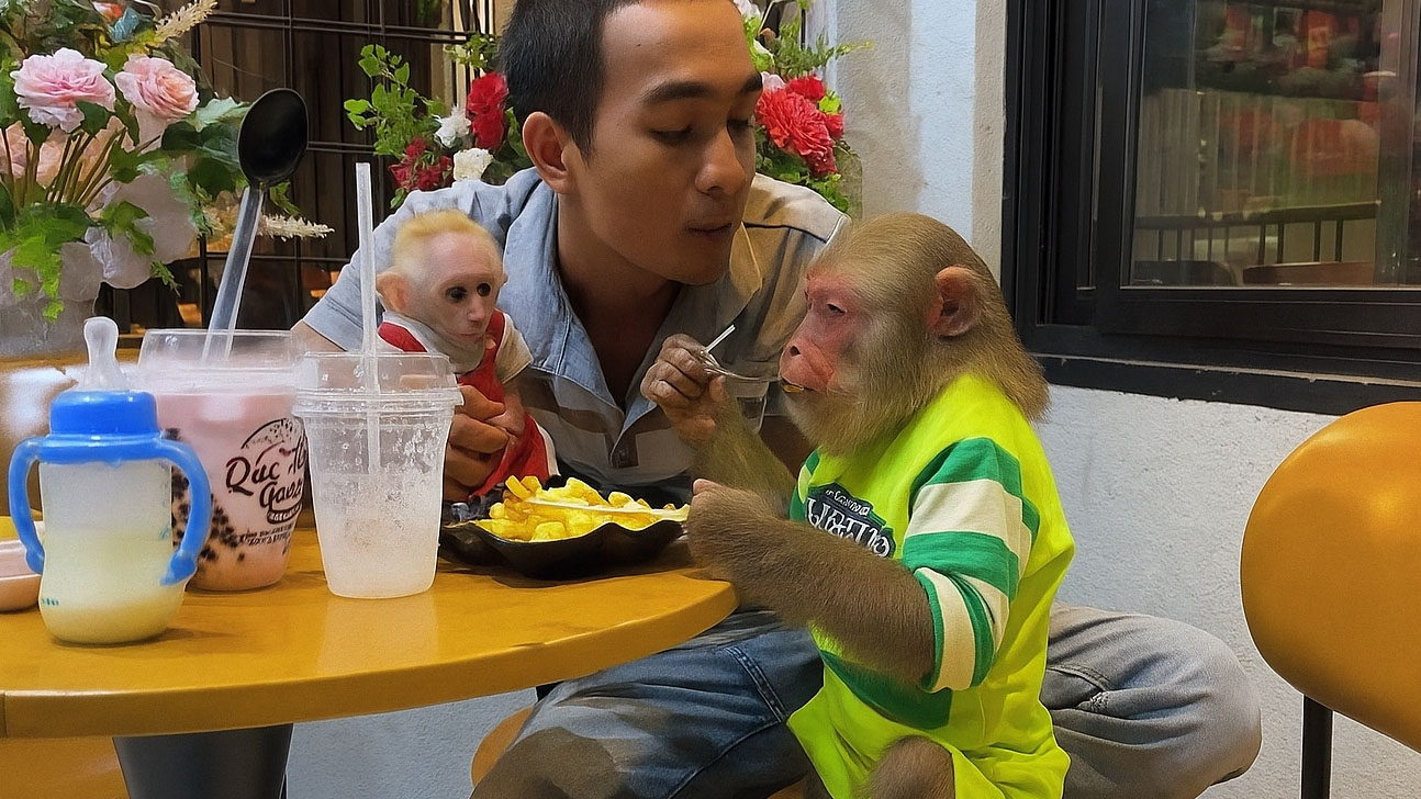 Cutis & Baby Monkey Beg to Go Out — Mom Says No!