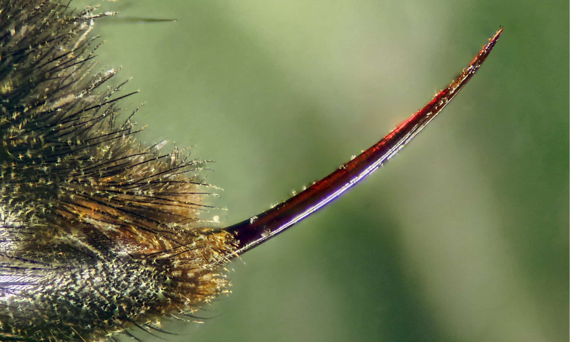 This Painful Insect Sting Feels Like a Bullet Piercing Your Skin